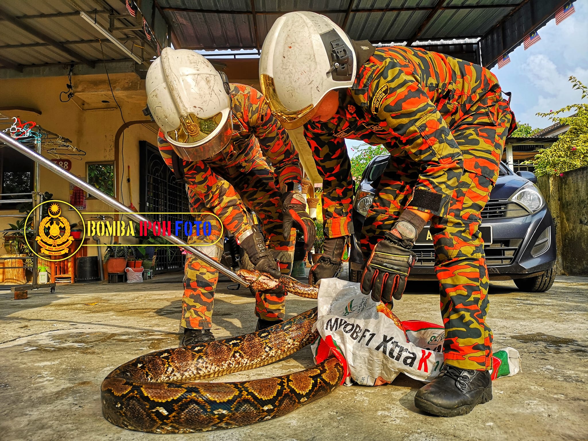 Python and Heroes: Remarkable Capture in Kampung Kepayang - My Ipoh ...